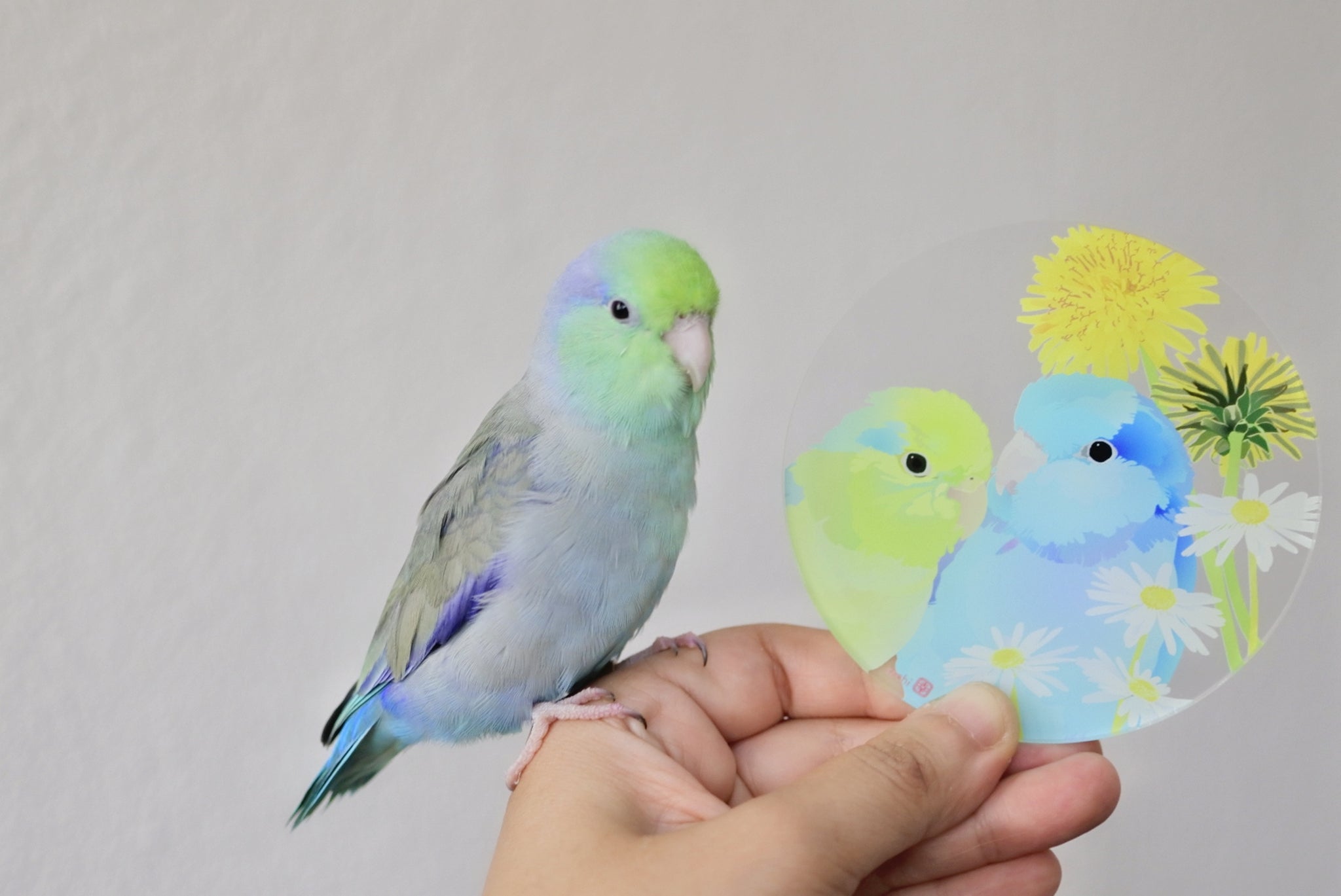 Photos from Hakao, Pacific Parrotlet – Sweet Birdie Boutique International