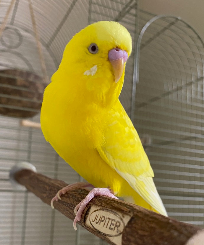 It's alright! – Sweet Birdie Boutique International